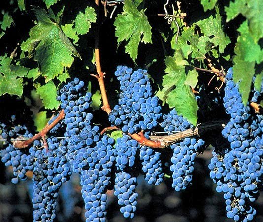 Jesus a Videira verdadeira e nós os seus ramos! – Promessas de Vitória